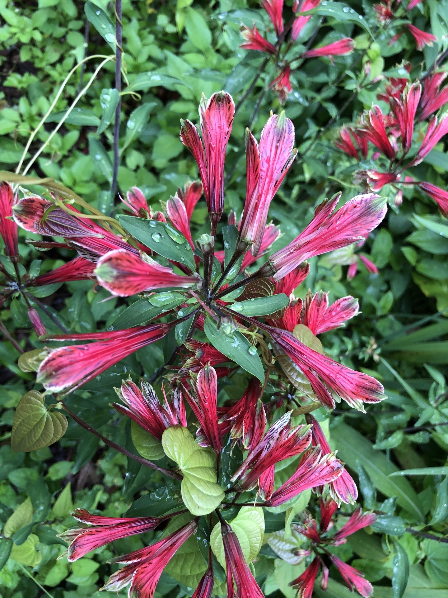 ユリズイセン（アルストロメリア・プルゲラ）: ここは屋久島